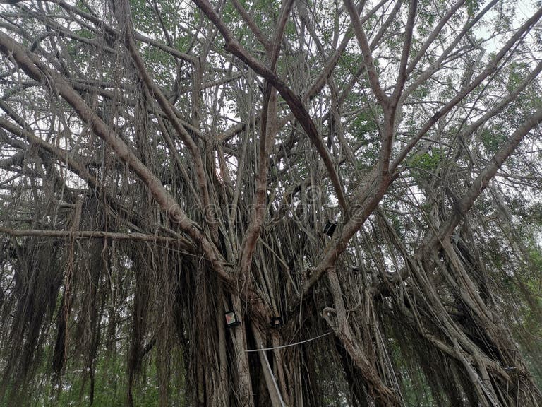 Old Tree in Port Dickson Malaysia Stock Photo - Image of foliage ...