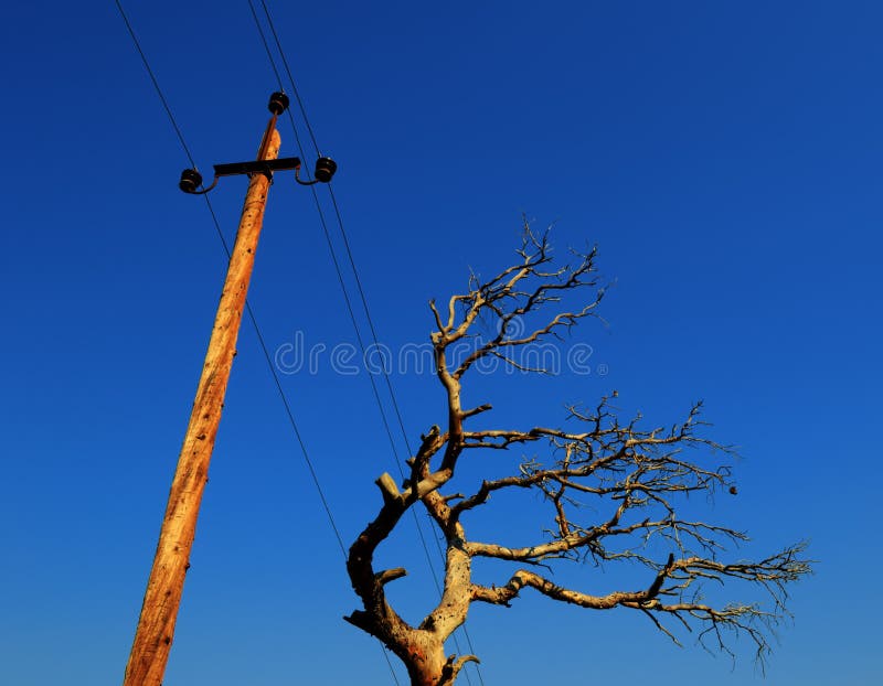 16,631 Power Line Tree Stock Photos - Free & Royalty-Free Stock Photos ...