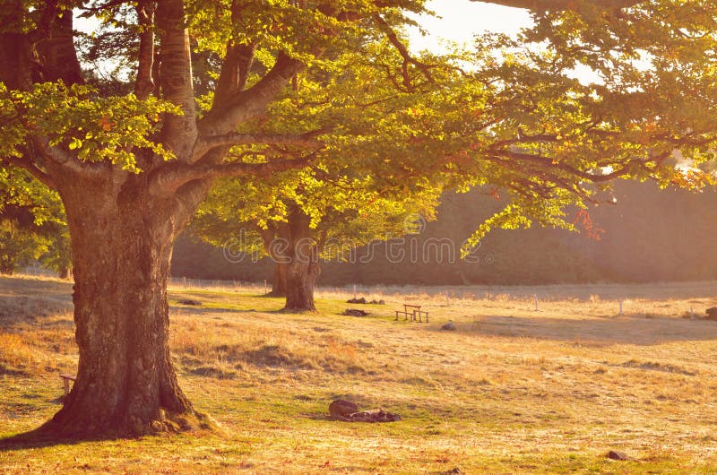 Old Tree with Rich Branches Stock Image - Image of concept, educational ...