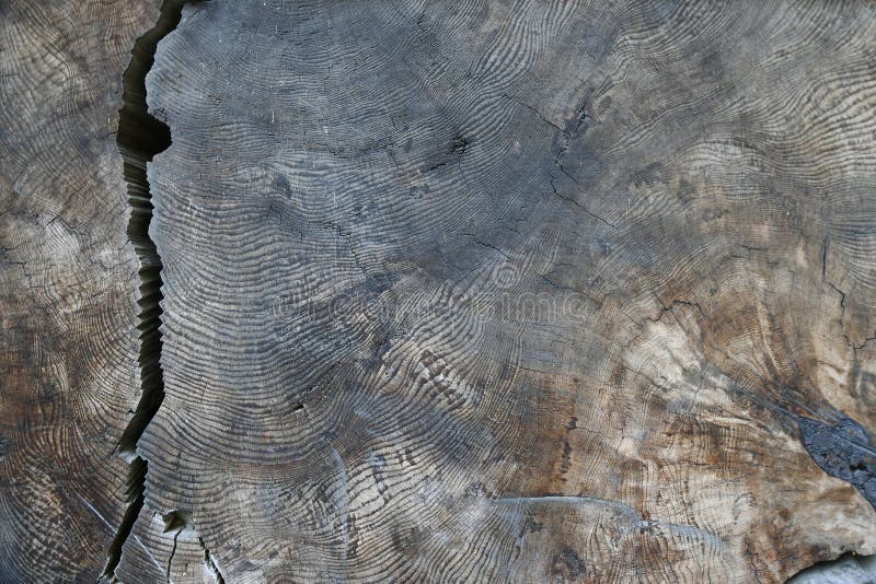 Old Tree Ring Cross Section Stock Photo - Image of trunk, tree: 256282200