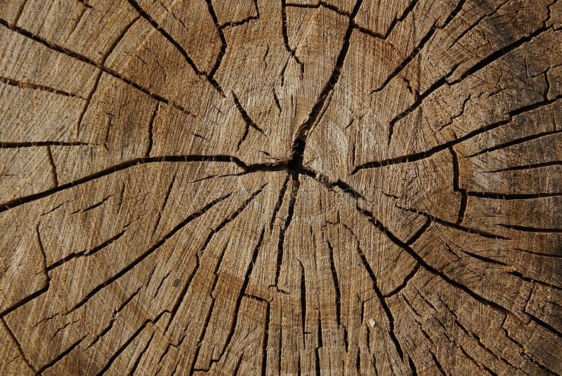 Old tree rings pattern stock photo. Image of material - 280754150