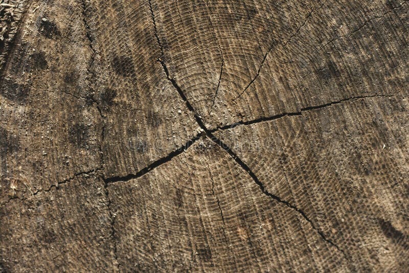 Old tree rings stock photo. Image of time, rings, ecology - 64636440