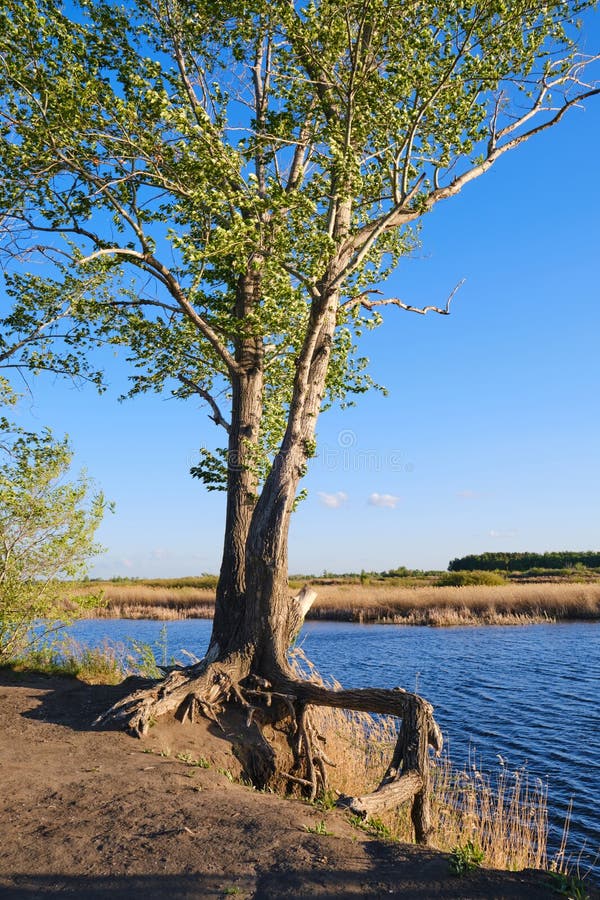 Old Tree on River Bank with Spreading Roots Stock Image - Image of lake ...