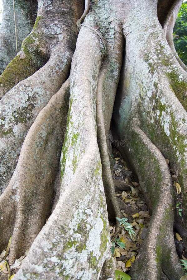 Old tree root stock photo. Image of green, earth, detail - 21119140