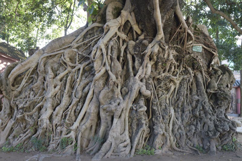 Camphor Tree Roots Stock Photos - Free & Royalty-Free Stock Photos from ...
