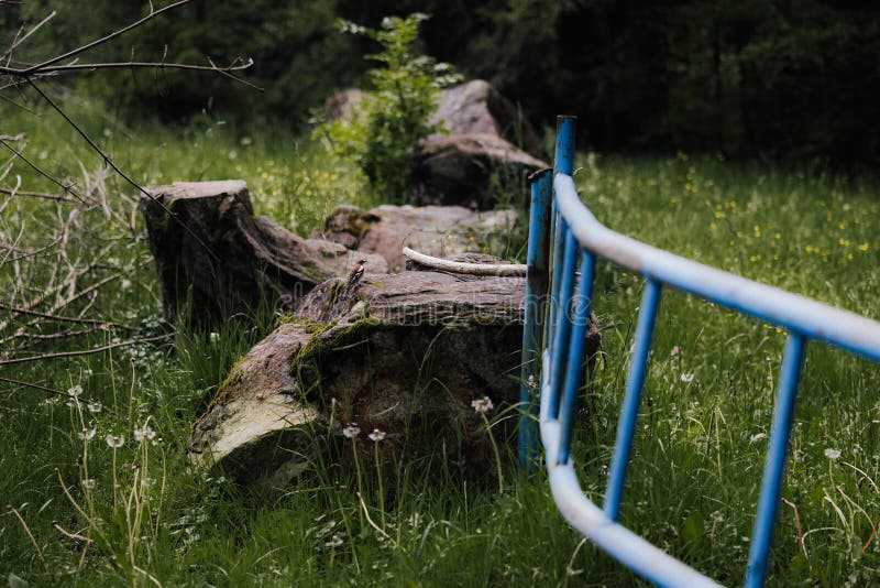 Old Tree Root in Forest – Natural Woodland Texture and Organic ...