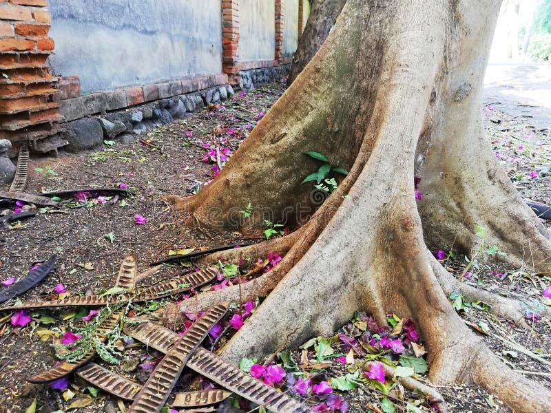 Old Tree Root Growth on the Nature in Close Up Stock Photo - Image of ...