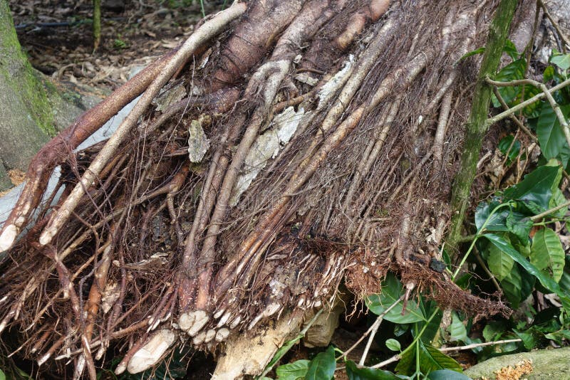 An Old Tree Root in the Rainforest Stock Photo - Image of leaves, green ...
