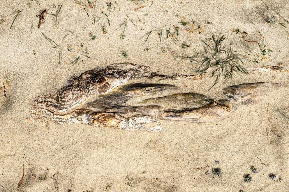 Old Tree Root Resembling the Shape of a Fish Emerging from Dry Sand ...