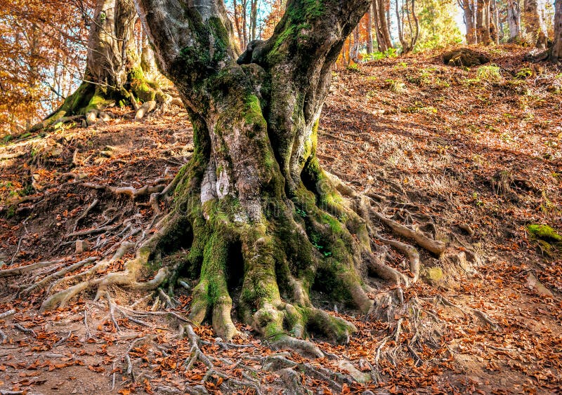 Old tree root system stock image. Image of nature, colorful - 192877463