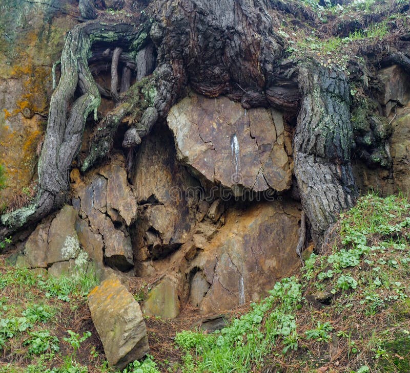 Rooted on the Rock - Hocking Hills Stock Image - Image of landscape ...