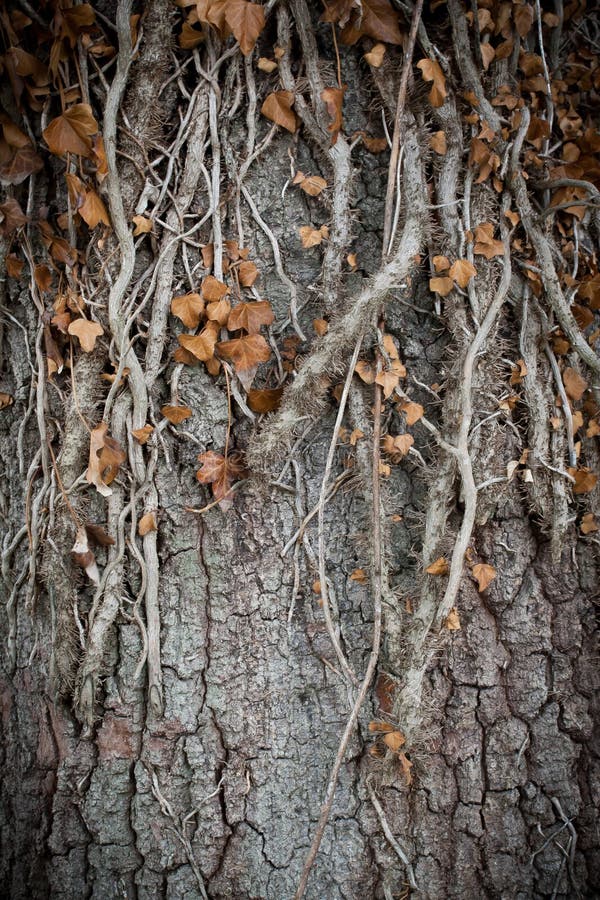 240+ Old tree roots Free Stock Photos - StockFreeImages