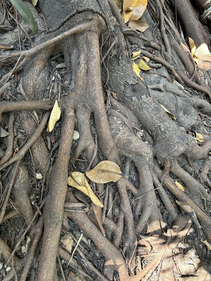Old Tree Roots Above Ground Stock Image - Image of soil, carving: 348259621