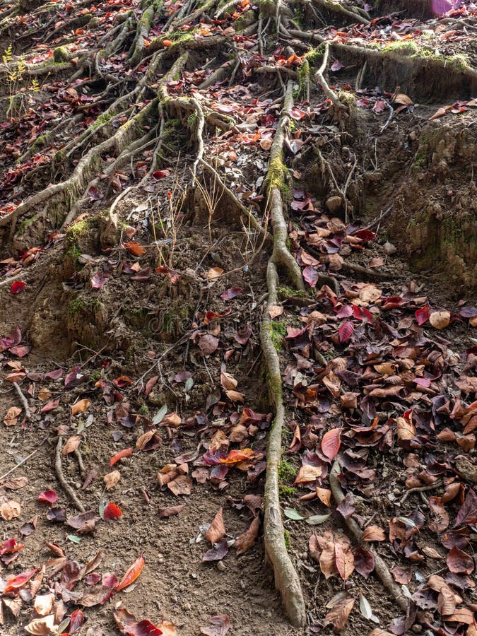 Roots of an aged tree stock photo. Image of balboa, aged - 15666844