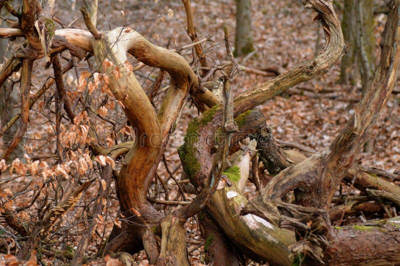 Old Tree Roots in the Autumn Forest. Stock Photo - Image of natural ...