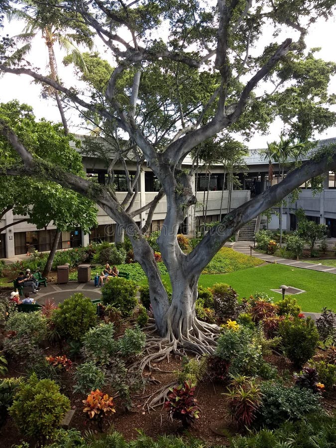 Old Tree roots stock image. Image of travel, ground - 138150649