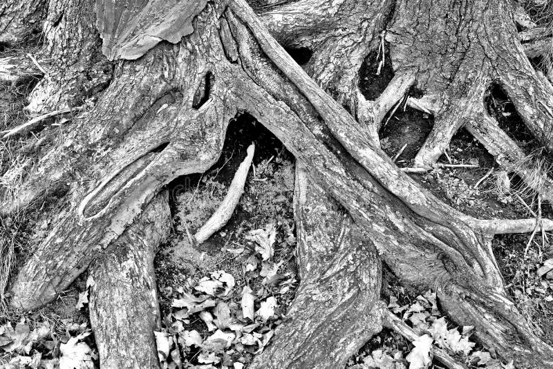Old Tree Roots, Black and White Horizontal Photo. Stock Photo - Image ...