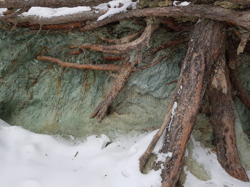 Tree Roots on a Forest Path Stock Image - Image of land, grass: 196410175