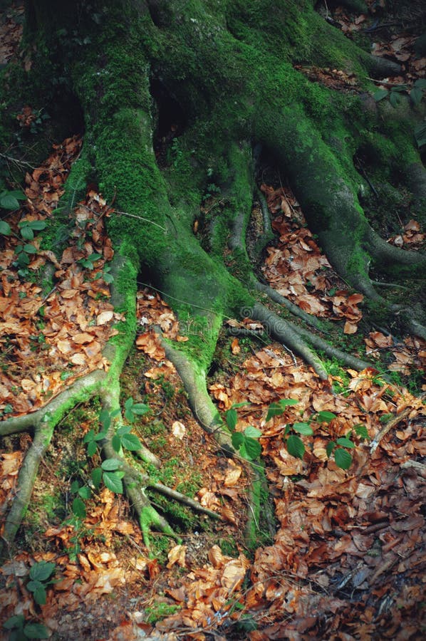 Old Tree Roots Covered with Green Moss. Tree Roots and Carpet of Dry ...