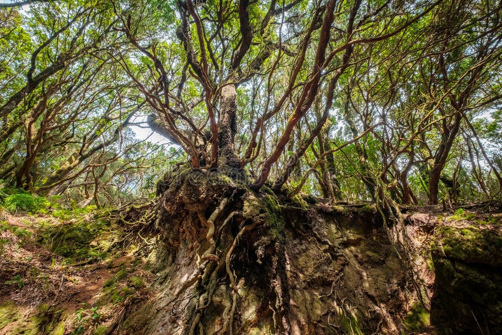 Old Tree Roots, Cross-section of Forest Landscape Stock Photo - Image ...