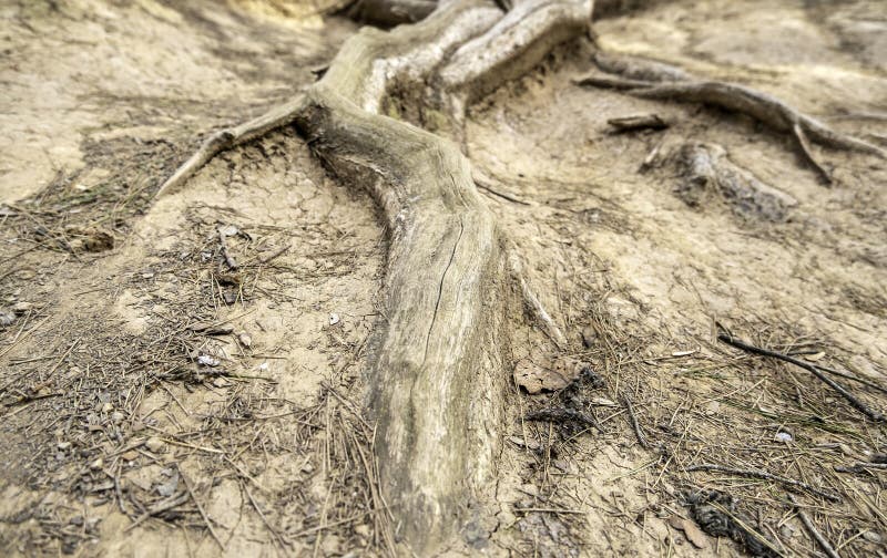 Old tree roots stock image. Image of dark, soil, yellow - 272616999