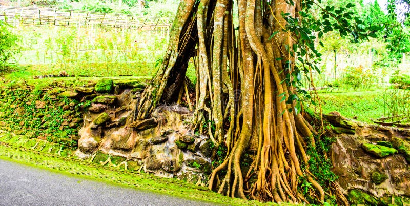 Old tree roots stock image. Image of moss, trees, root - 43794951