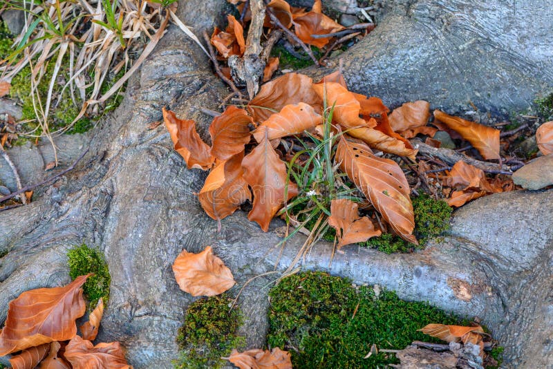 Old Tree Roots with Fallen Autumnal Leaves. a Root System of Old Stock ...
