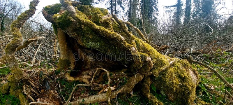 Old Tree Roots from a Fallen Tree Stock Photo - Image of tree, roots ...