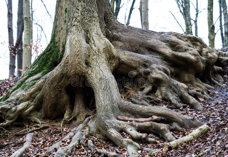 Network of Roots from Big Old Tree Stock Image - Image of beech, grunge ...