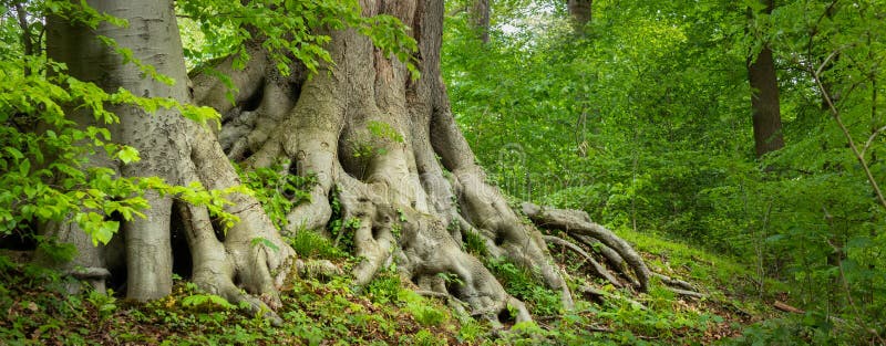 Old Tree Roots in a Green Forest Stock Photo - Image of growth, nature ...
