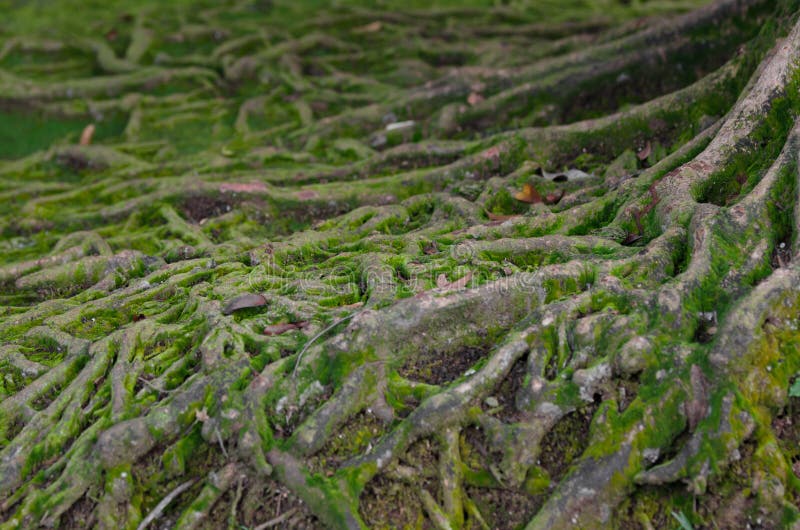 Green roots at forest stock image. Image of magical - 103041871