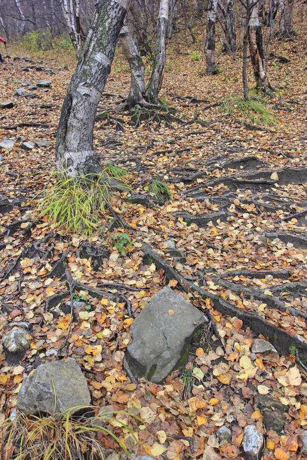 Old Tree Roots on the Ground Stock Image - Image of life, brown: 364700827