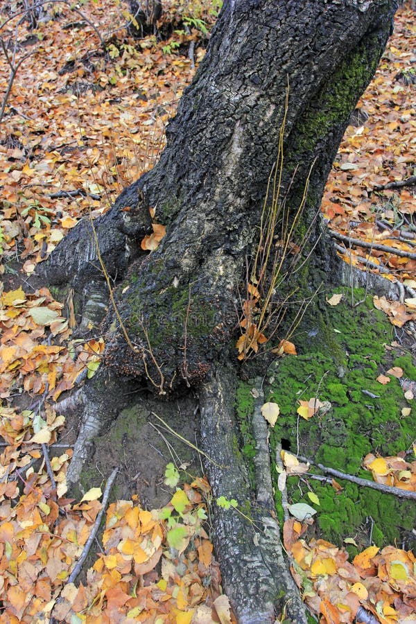 Old Tree Roots on the Ground Stock Image - Image of physiological ...