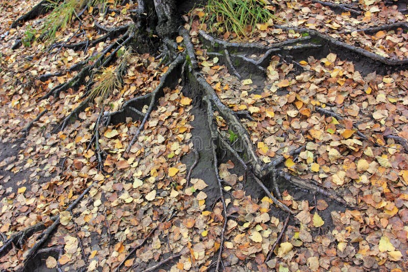 Old Tree Roots on the Ground Stock Photo - Image of yellow, season ...