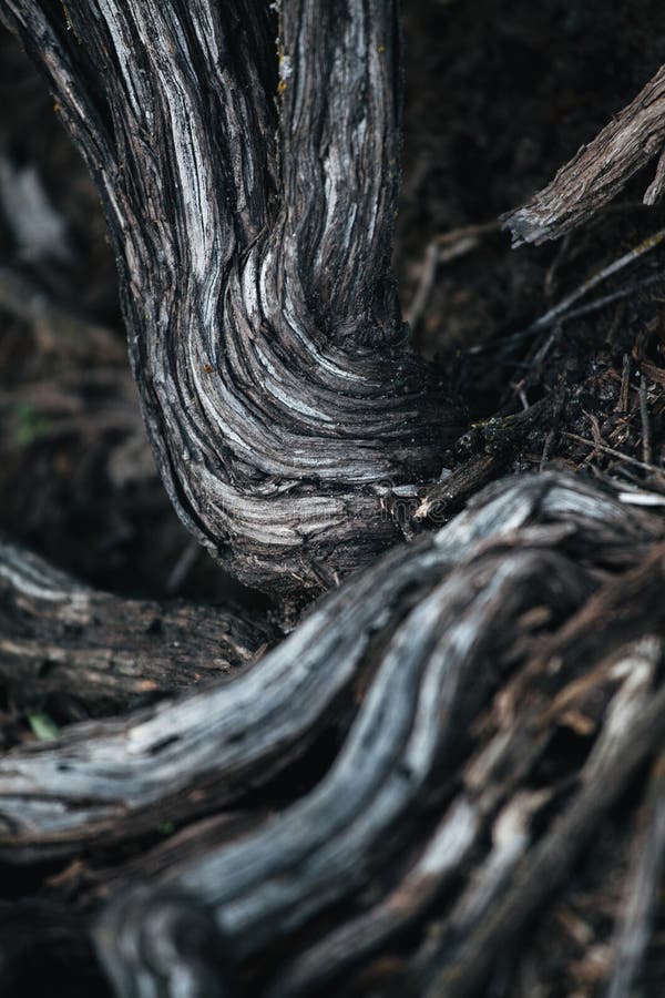 Natural Texture with Old Dry Tree Roots Stock Photo - Image of natural ...