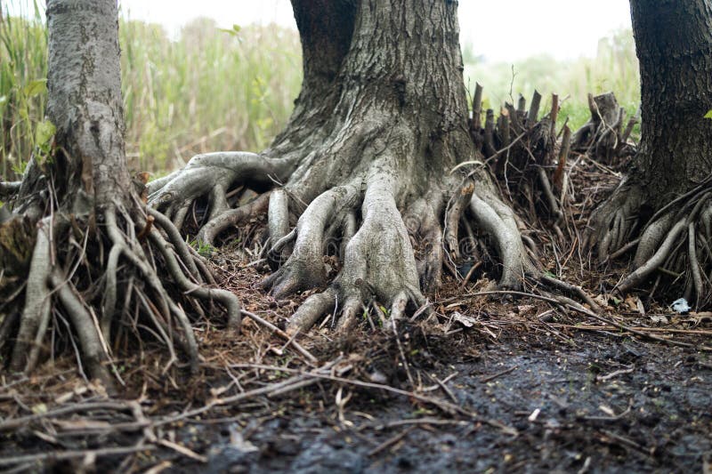 Old Tree with Roots. Mighty Roots of an Old Tree in Green Forest. Stock ...