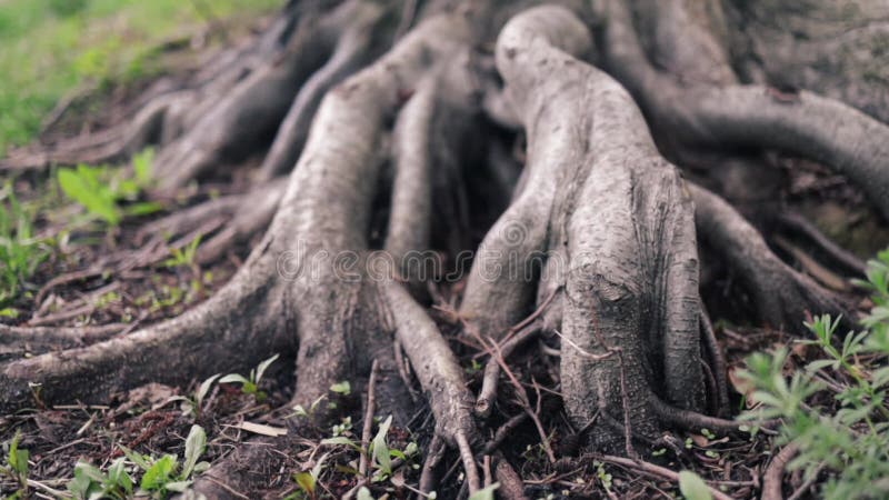 Old Tree with Roots. Mighty Roots of an Old Tree in Forest. Beautiful ...