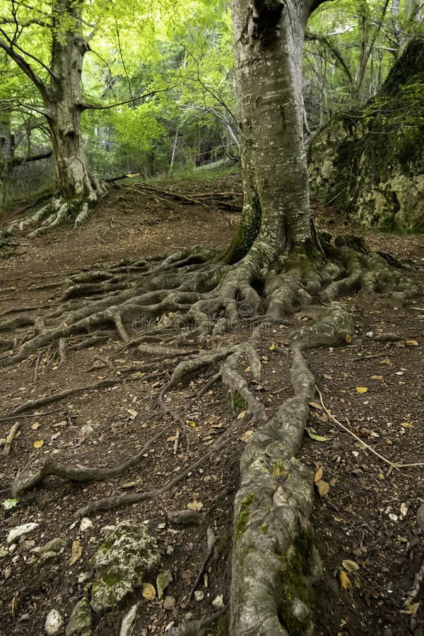 Old tree with roots stock image. Image of wood, season - 230856309