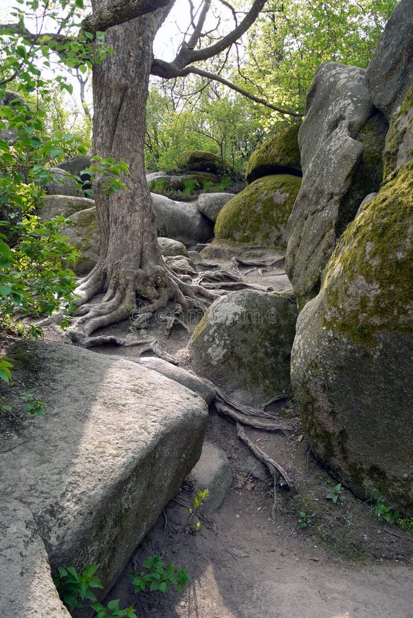 An Old Tree with Roots Outward Grows between Stones Covered with Moss ...
