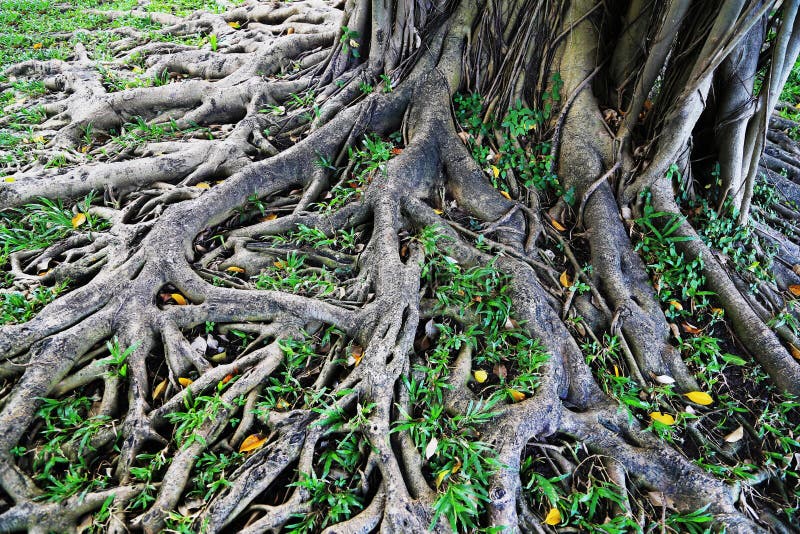 24,945 Old Tree Roots Photos - Free & Royalty-Free Stock Photos from ...