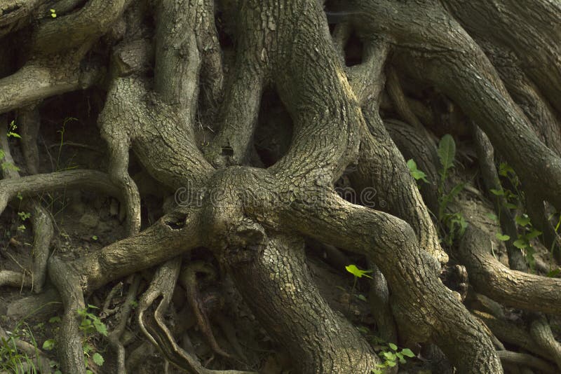 Old tree with roots stock image. Image of tree, green - 64818609