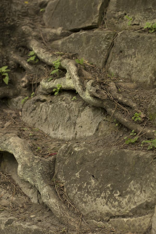 Old Tree Roots on the Rocks Stock Image - Image of closeup, bright ...