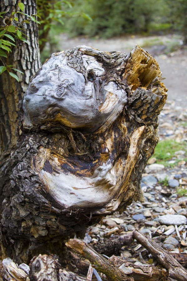 Old tree roots stock photo. Image of decorative, flora - 35340296