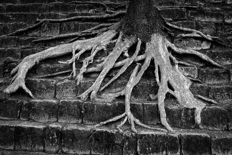 Old Tree Roots on Stone Stairs. Black and White Photo Stock Photo ...