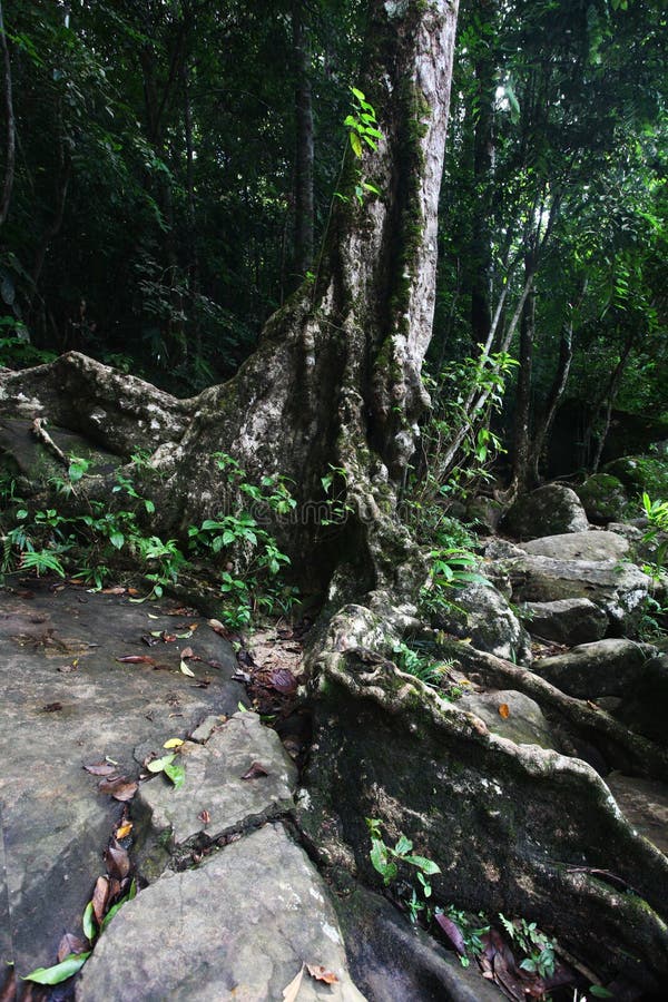 Old Tree With Roots On Stones In Rainforrest, Sril Stock Image - Image ...