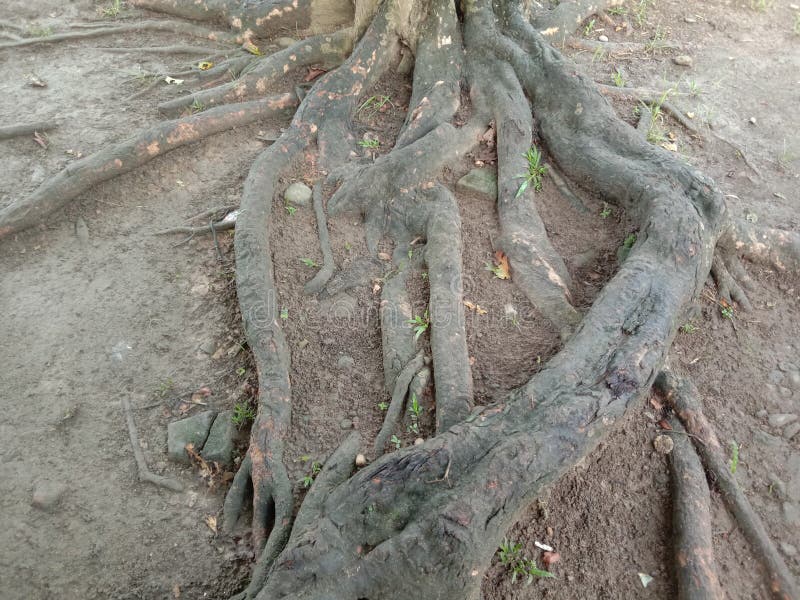 Old tree roots texture stock image. Image of texture - 182383335