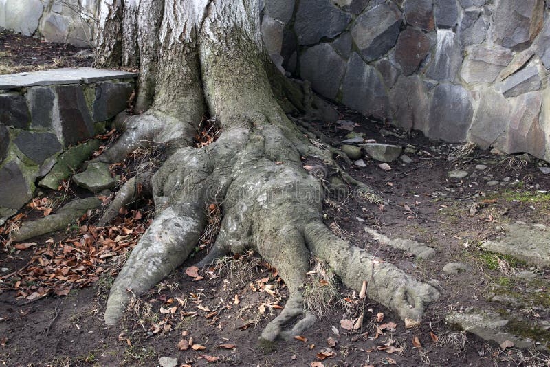 Old tree with roots stock image. Image of robust, roots - 87897813