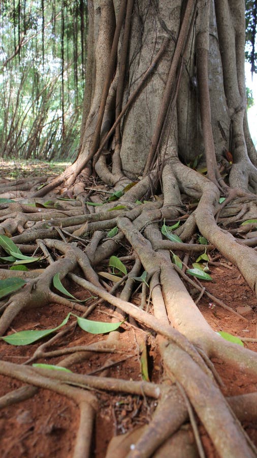 Old Tree with Roots and Trunk Spreading Stock Image - Image of nature ...