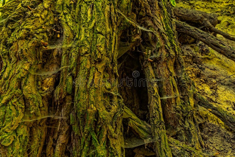 An Old Tree with Rough Bark and a Cracked Trunk. Stock Image - Image of ...