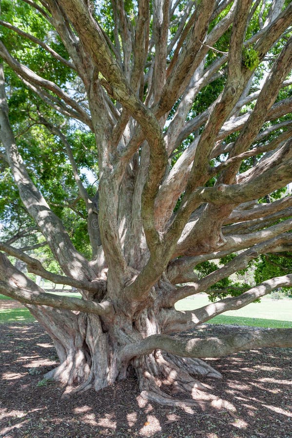 Old Tree in Royal Botanic Gardens in Sydney, Australia Stock Photo ...